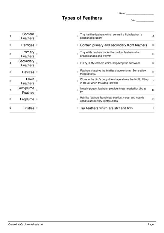 Types of Feathers - Matching Pairs Worksheet - Quickworksheets